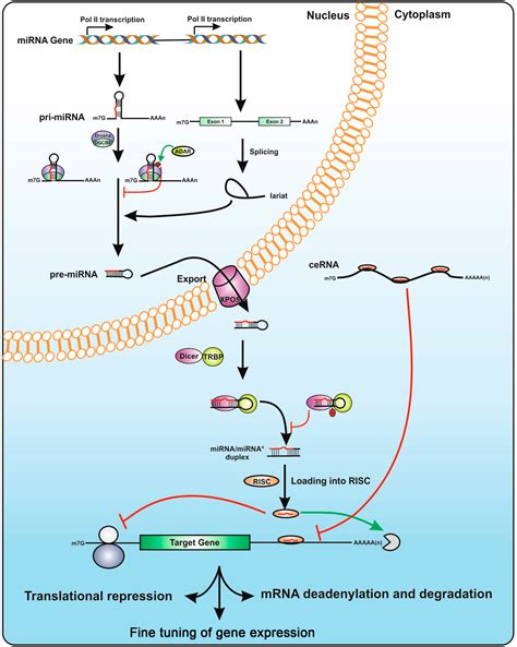 Cells Free Full Text Regulation Of Cardiac Cell Fate By Micrornas