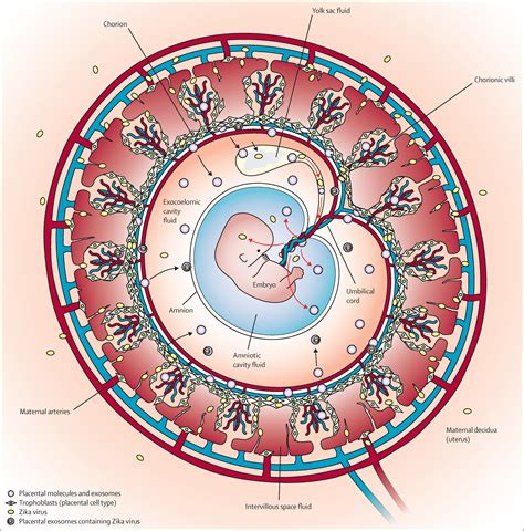 Le Role Du Placenta