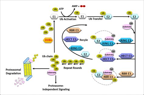 A Sketch Of The Ubiquitin Proteasome System Ups Download Scientific