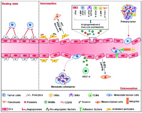 Schematic Representation Of The Metastatic Cascade Inside The Primary