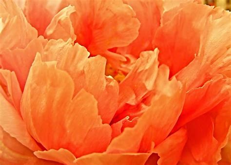 Simply Orange Photograph By Monnie Ryan Fine Art America