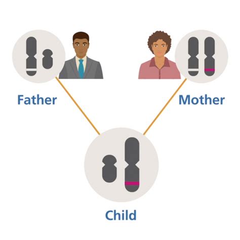 X Linked Recessive Inheritance Where The Mother Is A Carrier For A