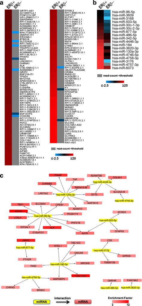Network Analysis Of The Functional Interactions Between Mirnas And
