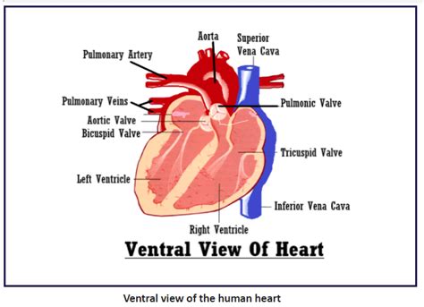 Ventral View Of Heart