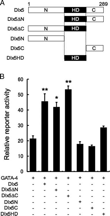 Protein Protein Interaction Between Dlx5 And Gata 4 A Cos 7 Cells