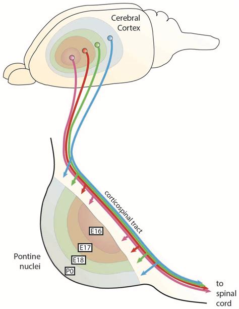 frontiers the long journey of pontine nuclei neurons from rhombic