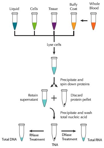 Masterpure Complete Dna And Rna Purification Kit Lgc Biosearch