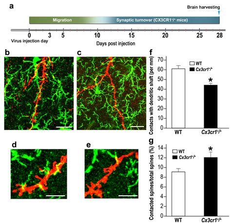 The Role Of Microglia And Their Cx3cr1 Signaling In Adult Neurogenesis