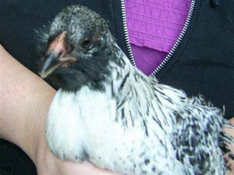 araucana are these the start of ear tufts or muffs
