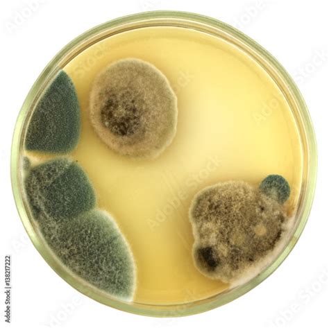 colonies of mold penicillium aspergillus mucor trichoderma genus