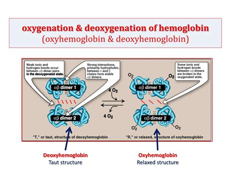 Ppt Hemoglobin Structure And Function Powerpoint Presentation Free