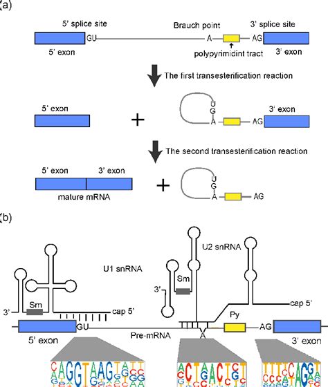 Figure 1 From Alternative Splicing In The Regulatory Circuit Of Plant