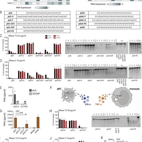 2′ Rna Modifications For Modulating Cleavage Of Orns By Rnases A