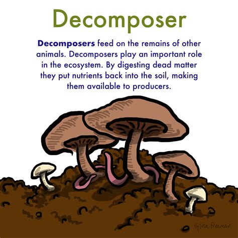 Decomposer Biology Simple