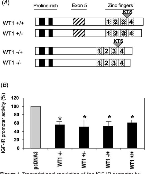 Figure 1 From The Wt1 Wilms Tumor Suppressor Gene Product Interacts