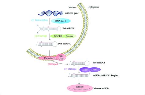 Biosynthesis Of Mirnas 1 The Biosynthesis Begins In The Nucleus By