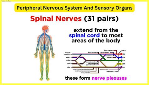 Peripheral Nervous System And Sensory Organs