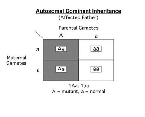 The Genetic Basis Of Inheritance Flashcards Quizlet