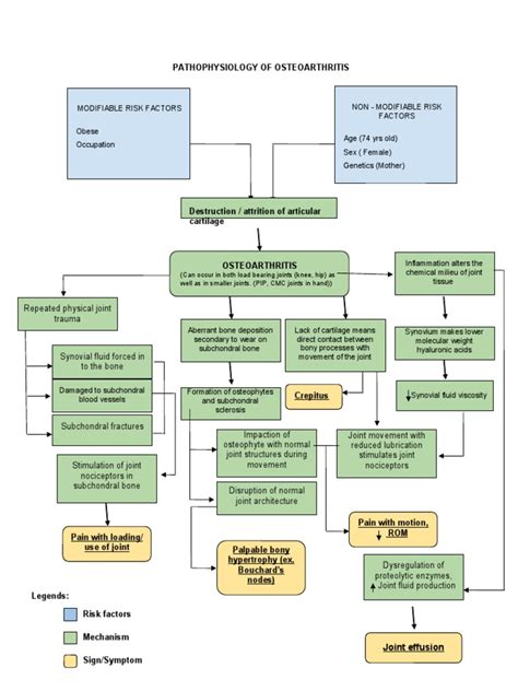 Pathophysiology Of Osteoarthritis Pdf Bone Osteoarthritis