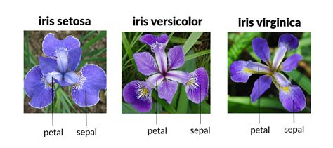 iris flower classification step by step tutorial artificial