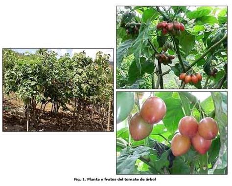 Tomate De Arbol Planta