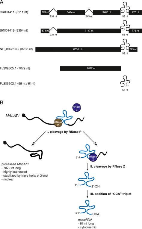 Malat1 — A Paradigm For Long Noncoding Rna Function In Cancer