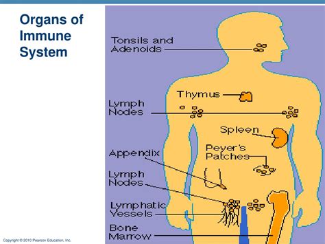 Ppt The Immune System Innate And Adaptive Body Defenses Part A