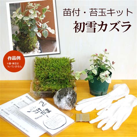 さあ、苔玉を作ってみませんか？【苔玉キット 苗付（初雪カズラ）】