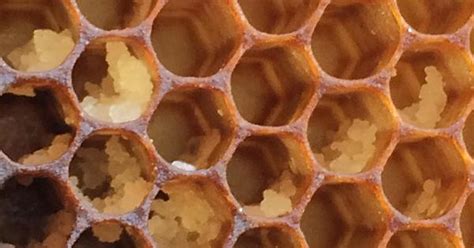 Comb Inspection Album On Imgur