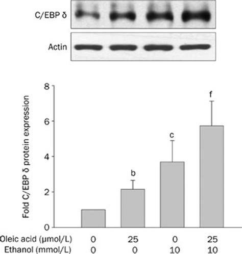 The Protein Expression Of Ccaat Enhancer Binding Protein C Ebp Delta
