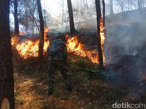 Kebakaran Hutan Di Gunung Lawu Rusak Ribuan Penampung Getah Pinus
