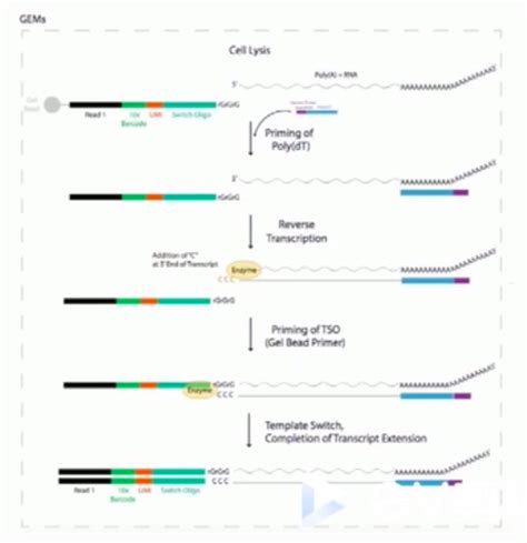 10x Genomics单细胞转录组测序 10xgenomics Csdn博客