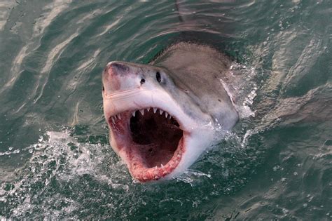 Sharks Attacking People In Real Life