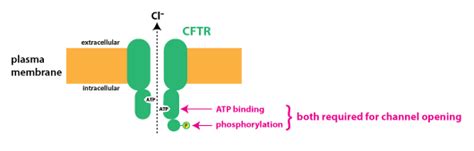 Review Of Membrane Transport Proteins