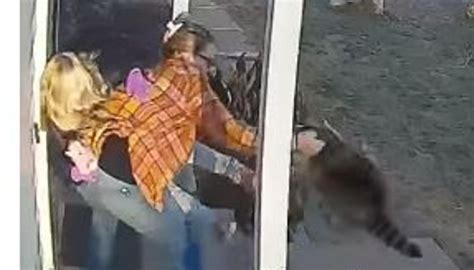 Video Us Mother Fights Off Wild Raccoon After It Attacks 5 Year Old