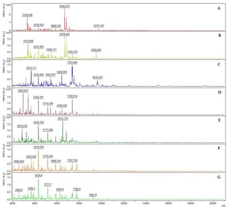 Microorganisms Free Full Text Discrimination Of Bacillus Cereus