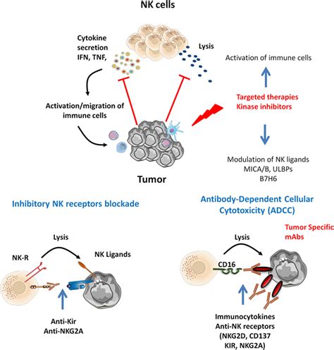 Frontiers Patients Natural Killer Cells In The Era Of Targeted