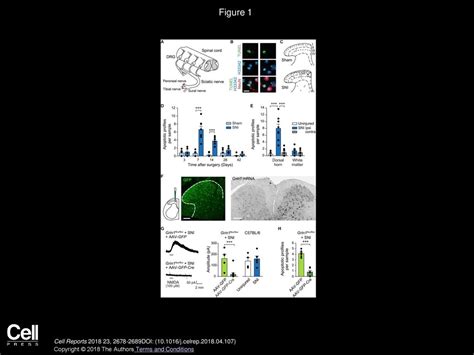 Volume 23 Issue 9 Pages May 2018 Ppt Download