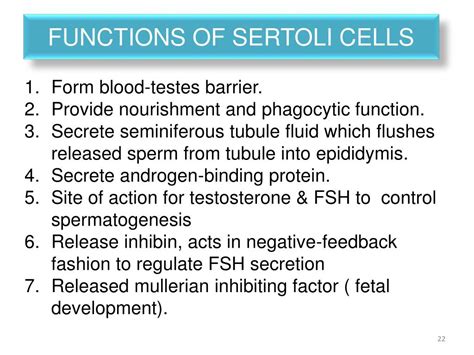 Ppt Reproductive System Powerpoint Presentation Free Download Id