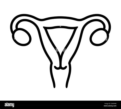 Human Uterus Line Icon Female Reproductive System Organ Simple Black