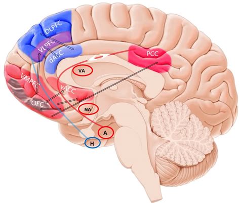 The Prefrontal Cingular Network In The Human Brain And Association With