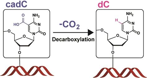 Decarboxylation What Is It Helpful Highs Ltd