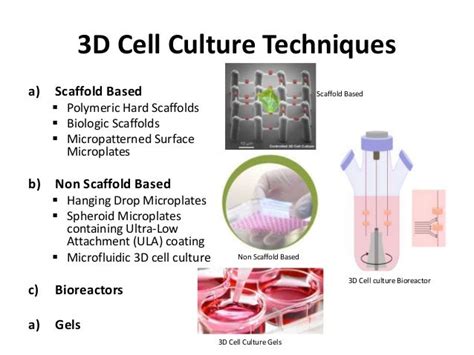 Cell Culture Techniques
