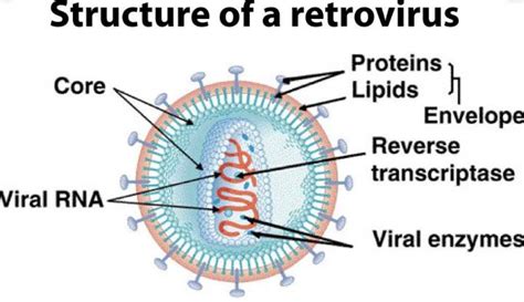 The Structure Of A Retrovirus R Virology