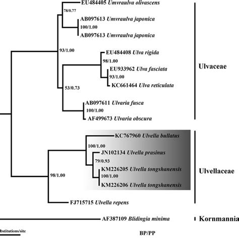 Ml Phylogenetic Tree Based On 18s Rdna Sequences From Species Of