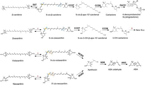 Frontiers Exploring The Diversity And Regulation Of Apocarotenoid