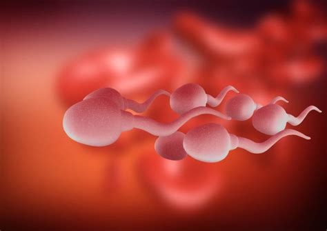 What Is The Normal Motility Rate Of Sperm Male Ultracore Blog