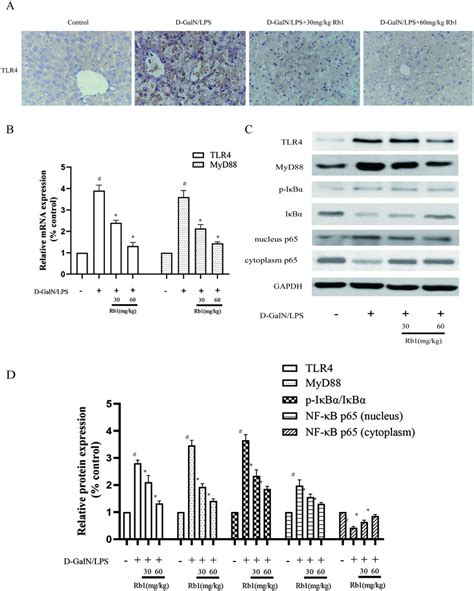 Effect Of Rb1 On Tlr4 Nf κb Signal Pathway In D Galn Lps Induced Ali
