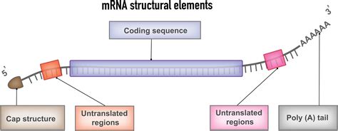 Frontiers Mrna Vaccines For Cancer Immunotherapy