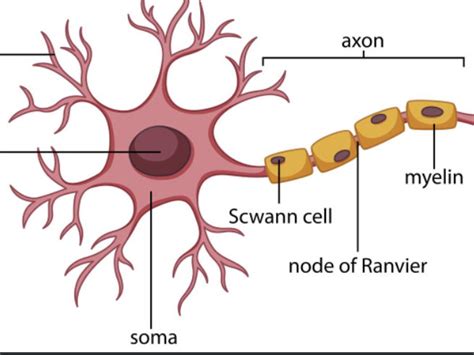 Nervous And Hormonal System Gcse Biology Aqa Ccea Ocr Edexcel